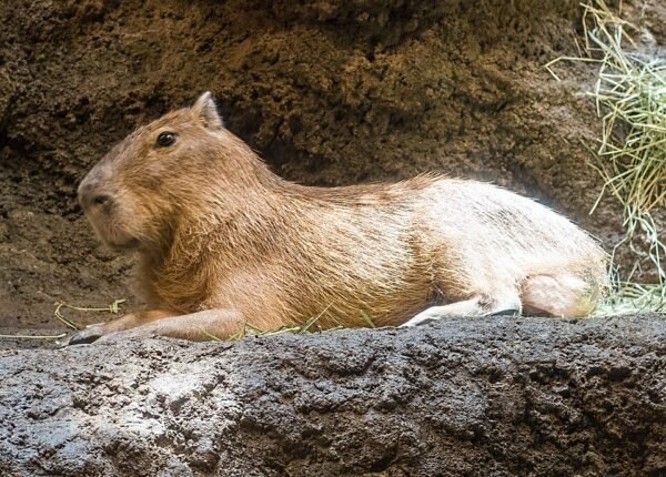 10 FAKTA UNIK CAPYBARA, HEWAN PALING SANTUY DI DUNIA - ANIMALLS