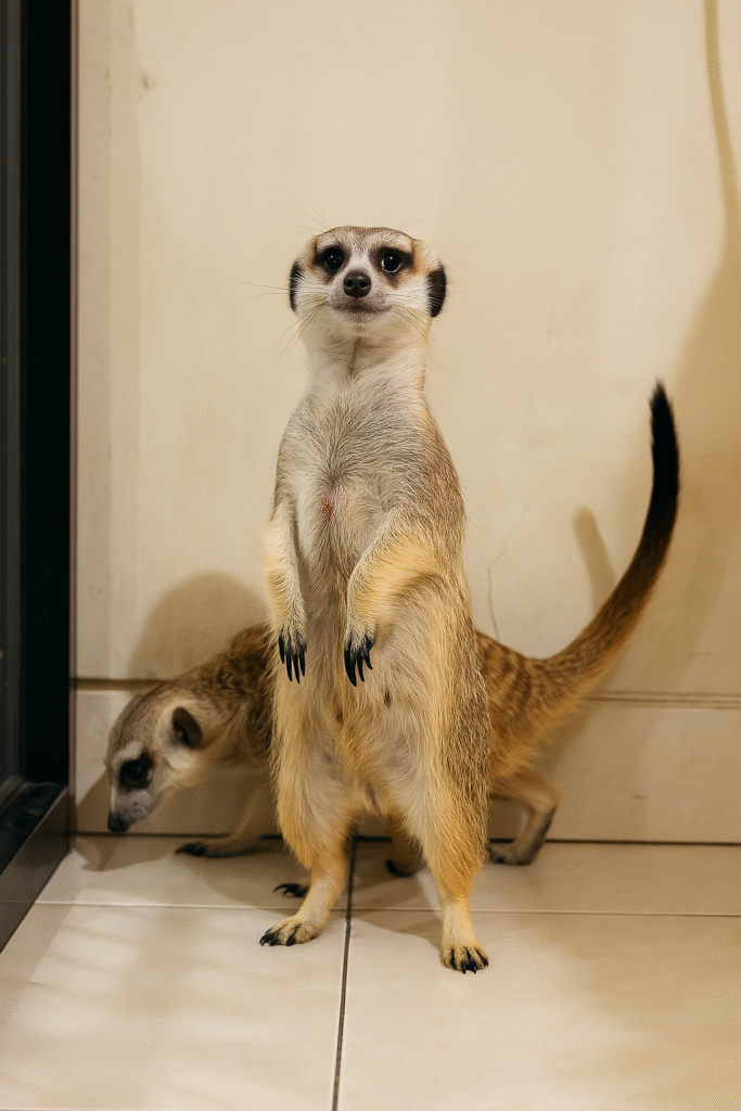 KENAPA MEERKAT DISEBUT " SATPAM PADANG PASIR"? INI 10 FAKTA UNIK ...