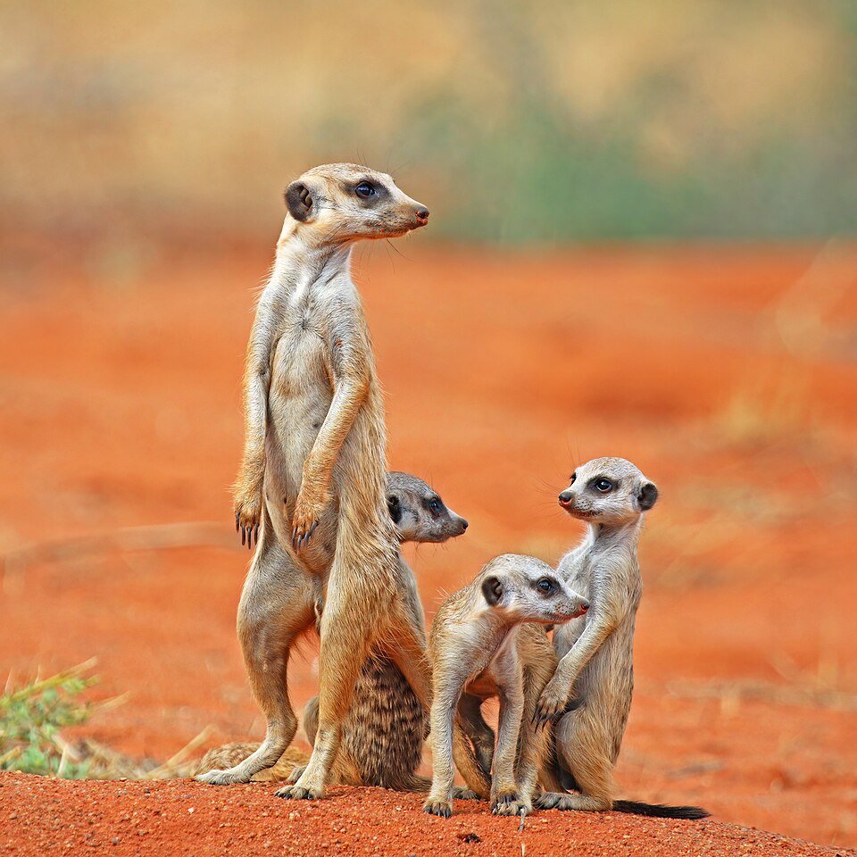 PANDUAN LENGKAP MEMELIHARA MEERKAT: LUCU DAN AKTIF, TAPI TIDAK ...