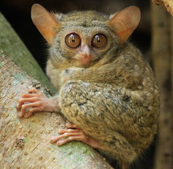 MENGENAL TARSIUS LEBIH DEKAT: DARI HABITAT LIAR HINGGA PERAWATAN DI ...